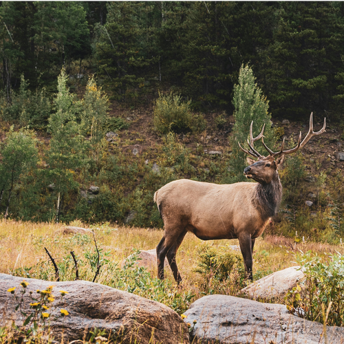 Camper's Pledge – Luno®